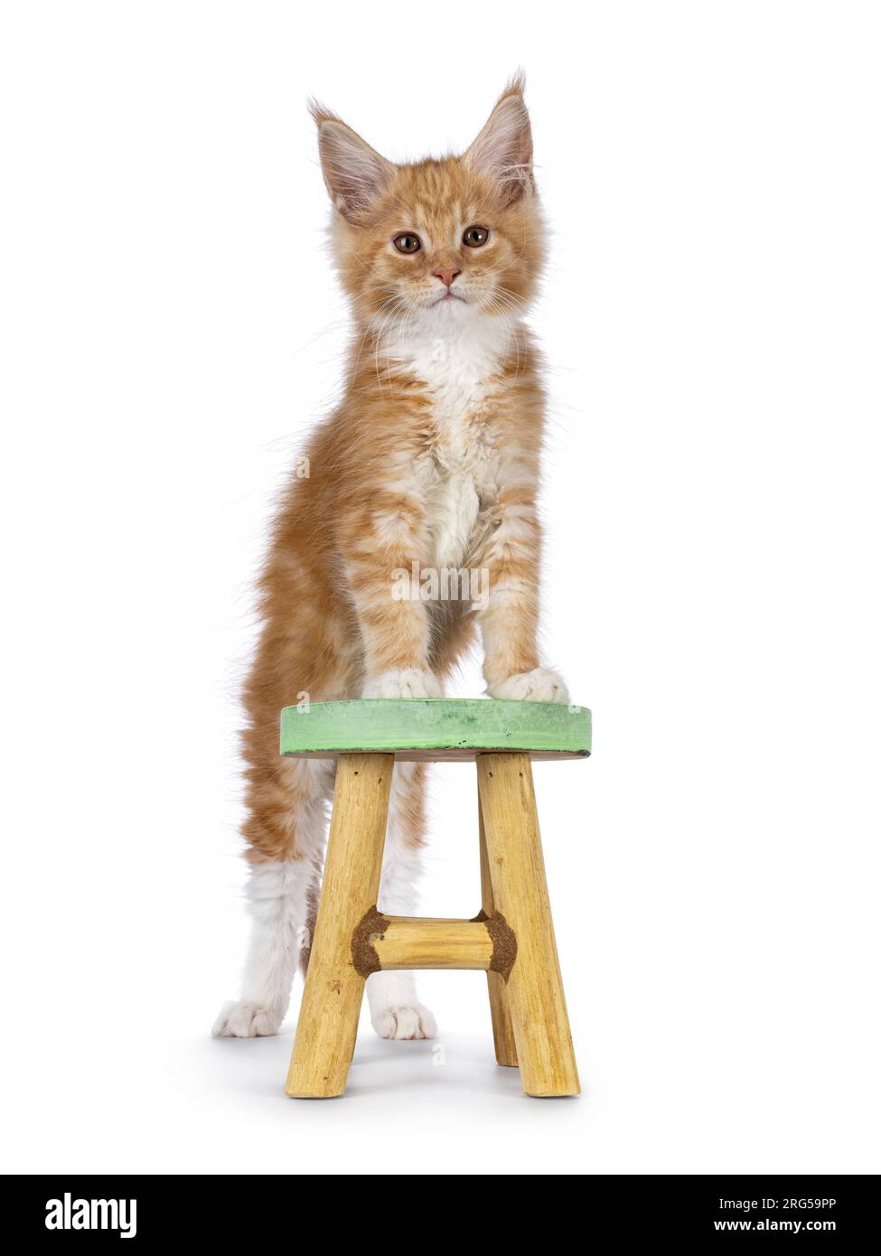 Cute red with white cat kitten, standing facing front with front paws ...