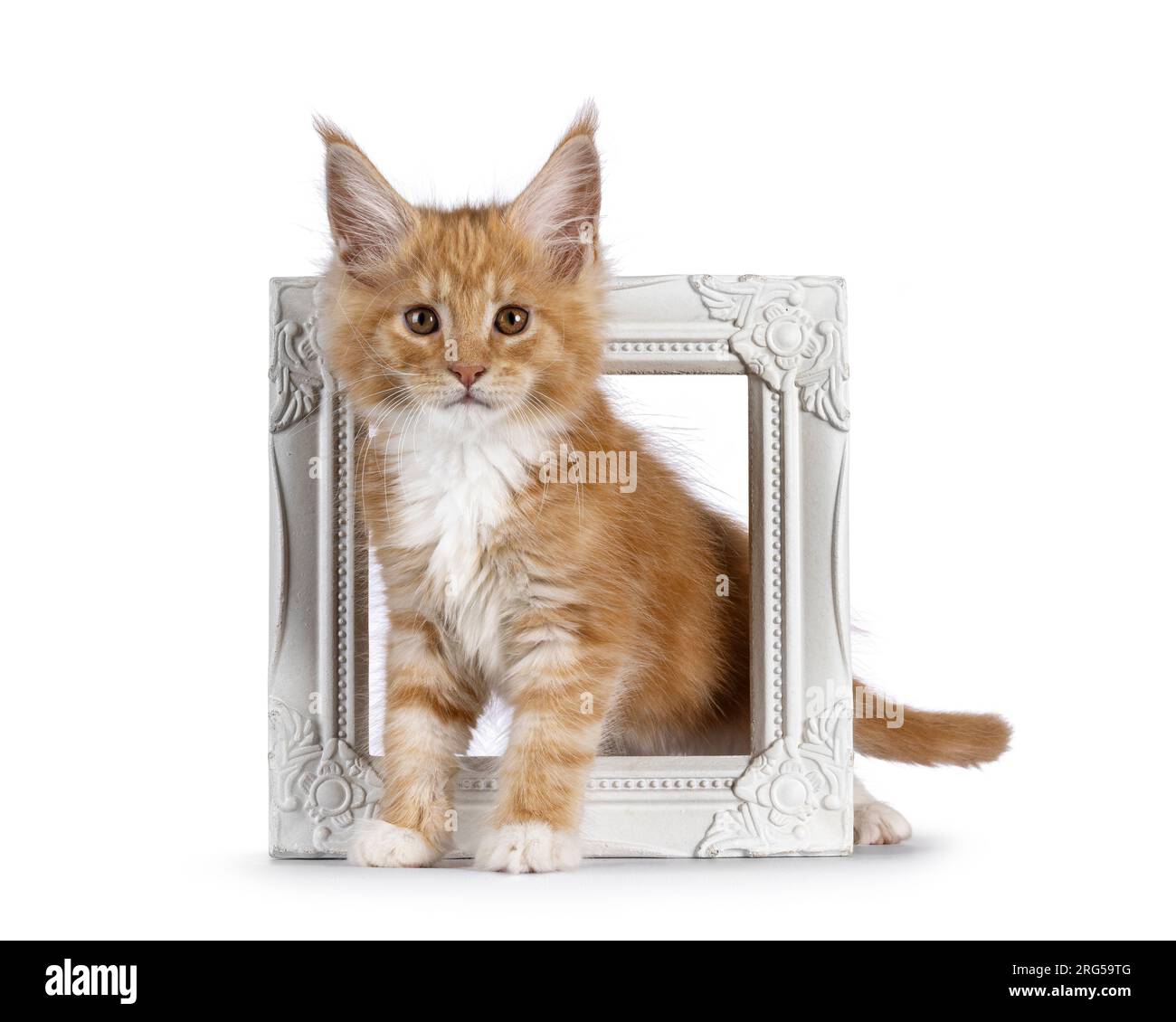 Cute red with white cat kitten, standing through picture frame. Looking ...