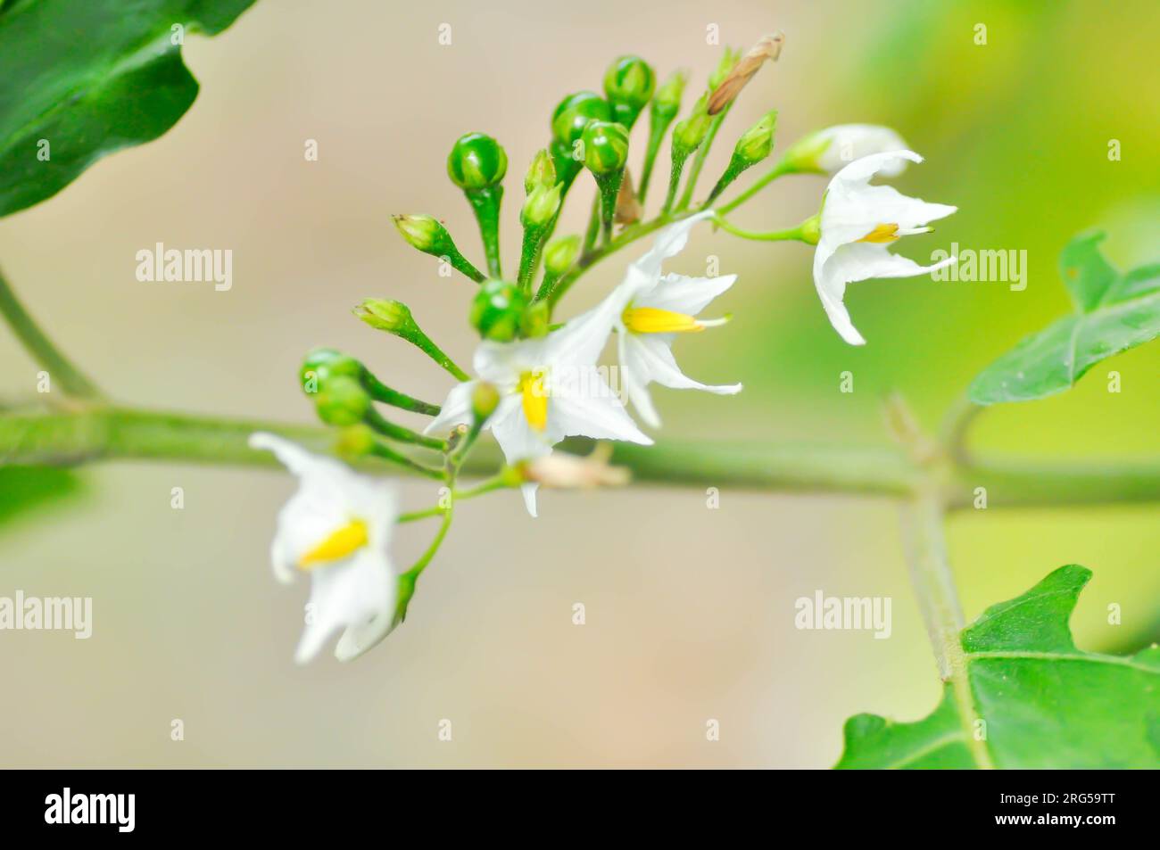Solanum ficifolium ortega hi-res stock photography and images - Alamy