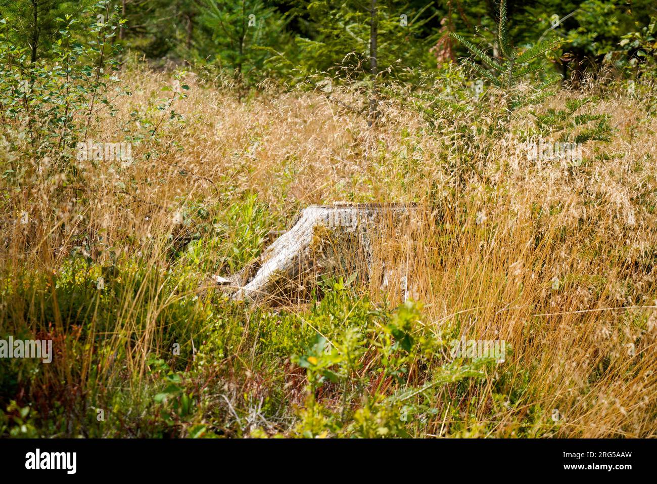 Forest dieback due to climate change, drought and storms and ...