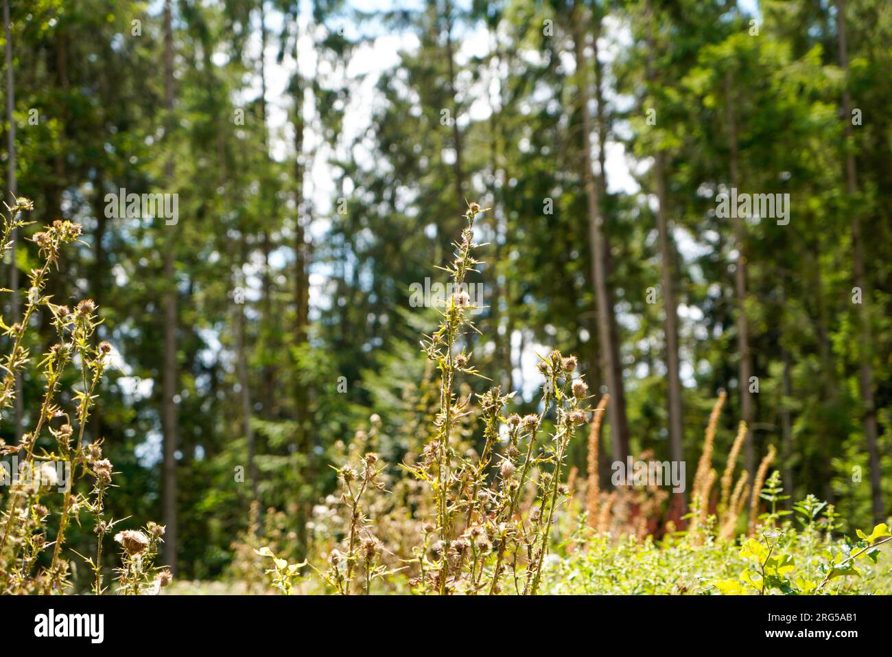 Forest dieback due to climate change, drought and storms and ...
