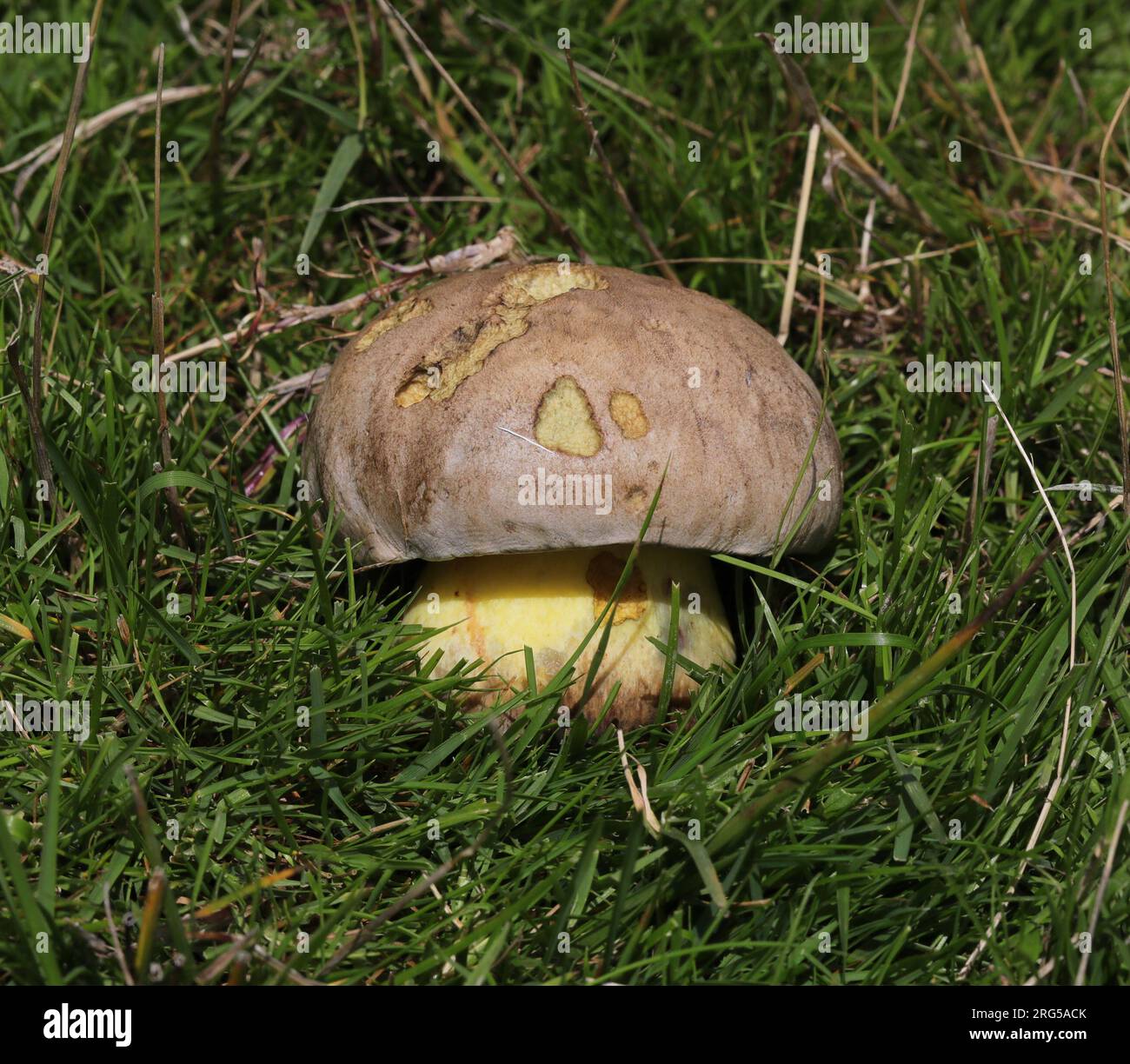Rooting bolete hi-res stock photography and images - Alamy