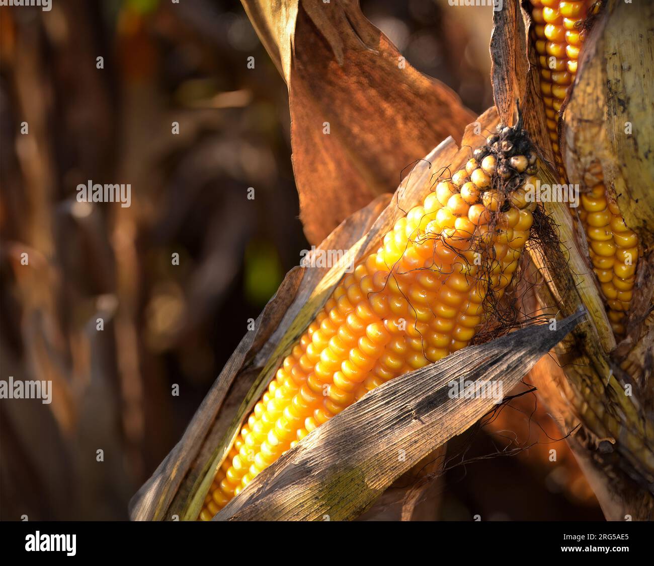 Corn field indian farm hi-res stock photography and images - Alamy