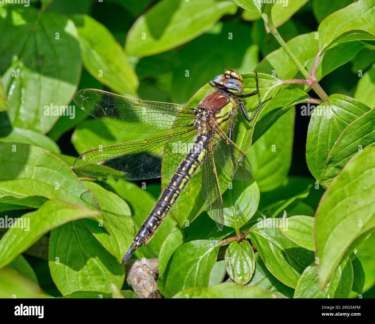 Hairy Dragonfly female. Molesey Reservoirs Nature Reserve, West Molesey ...