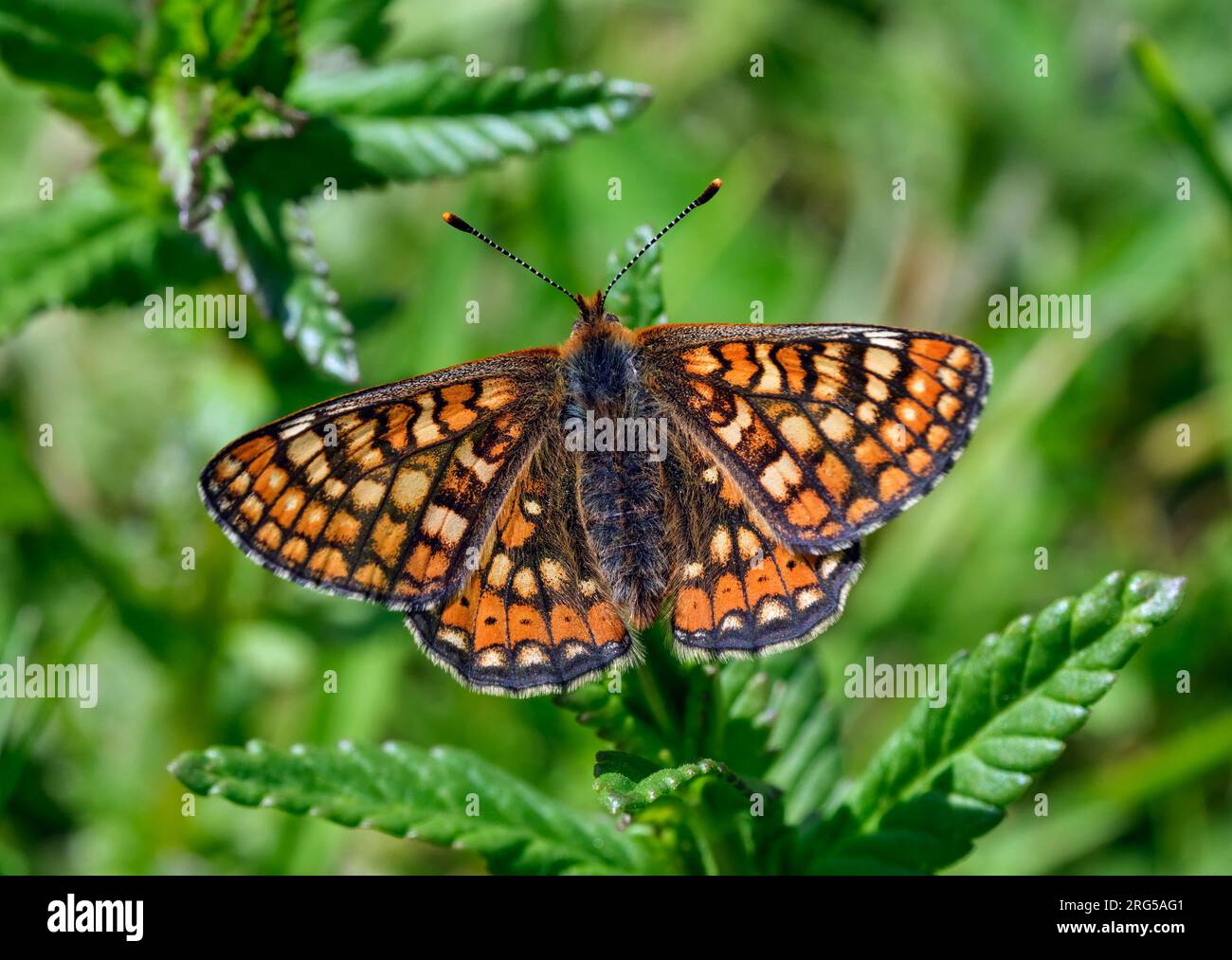 Marsh Fritillary female. Hutchinson's Bank Nature Reserve, New ...