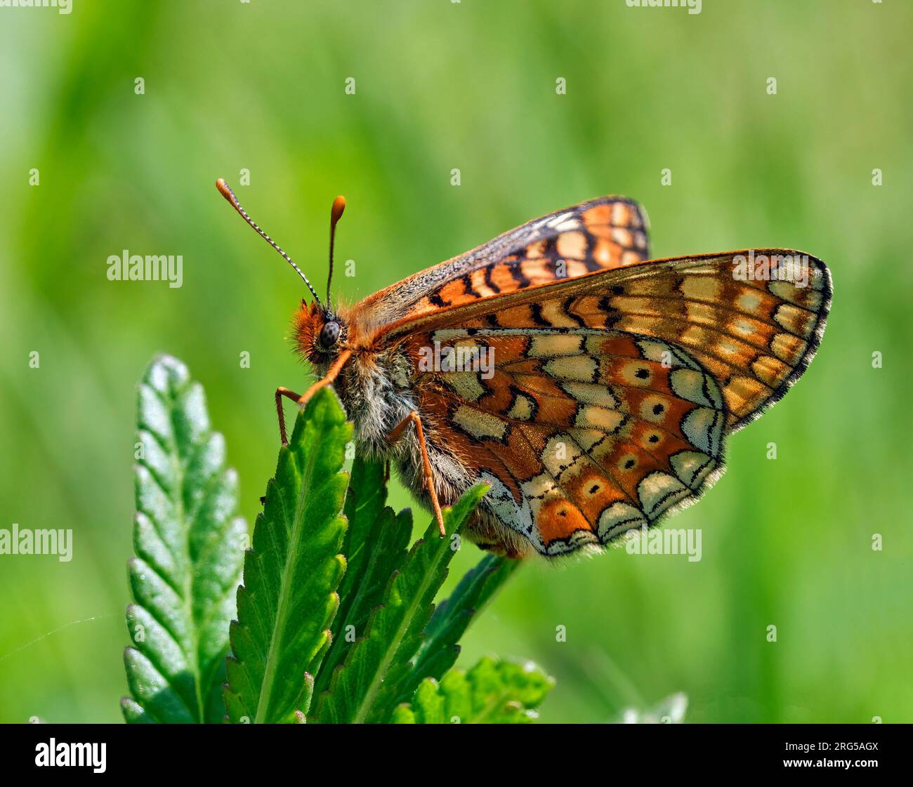Marsh Fritillary female. Hutchinson's Bank Nature Reserve, New ...