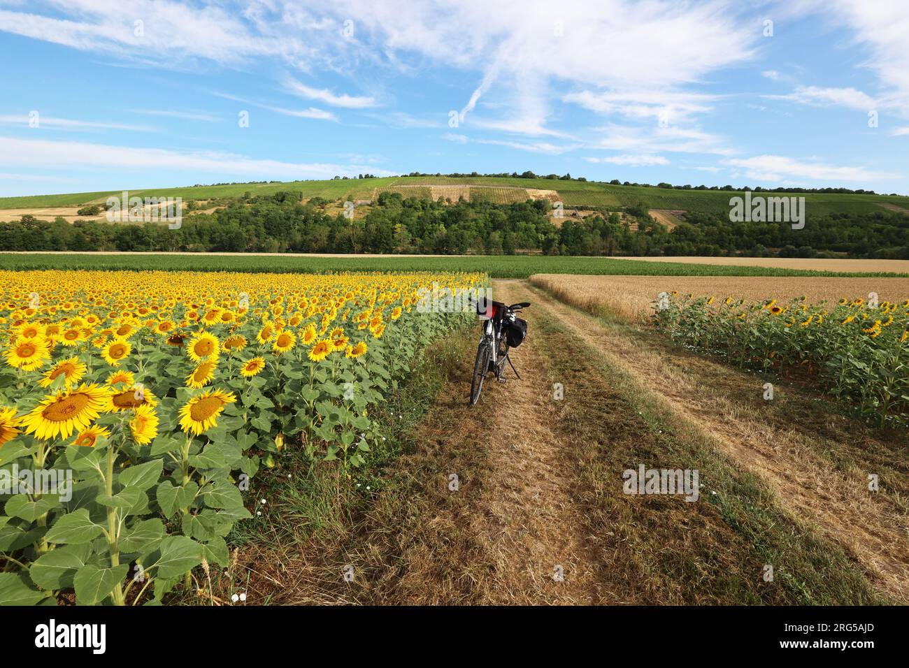 Sunflower field in the valley of the Tauber River, Germany Stock Photo ...