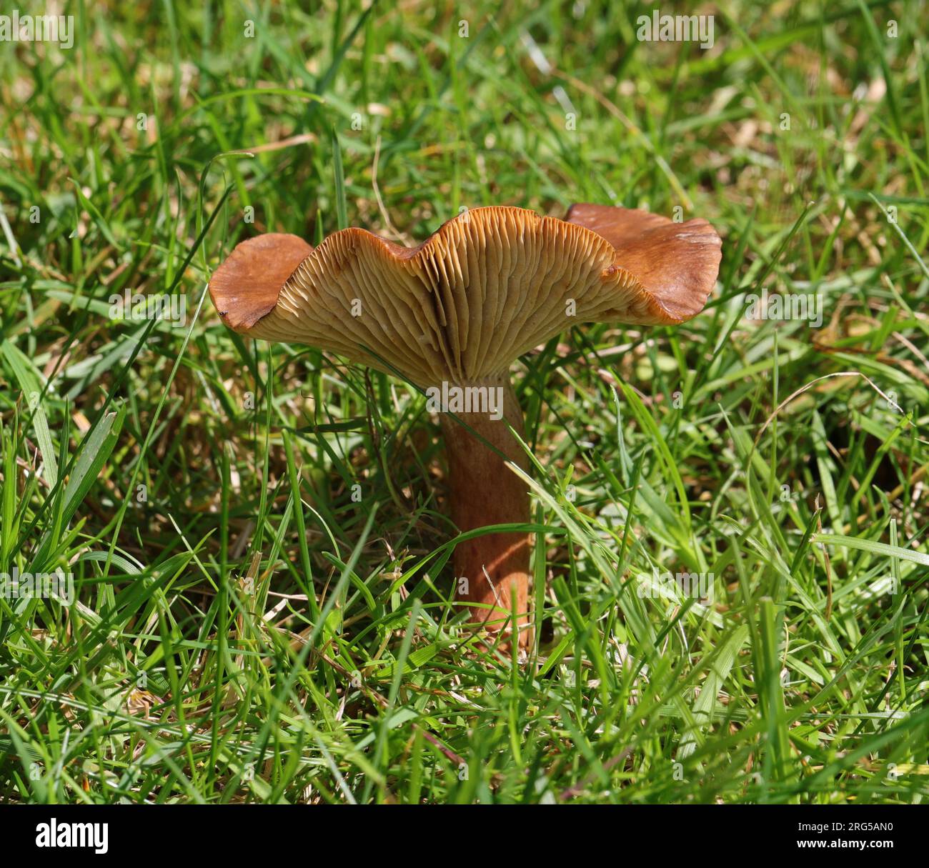 Lactarius serifluus hi-res stock photography and images - Alamy