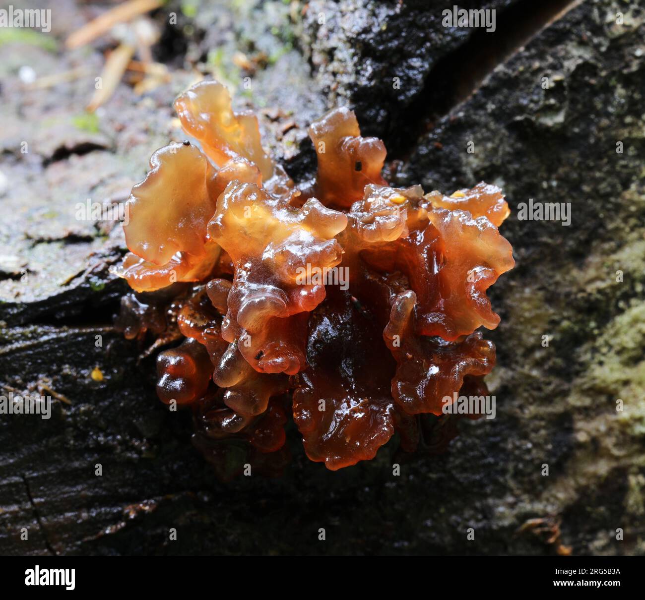 Tremella foliacea - Leafy Brain fungus Stock Photo - Alamy
