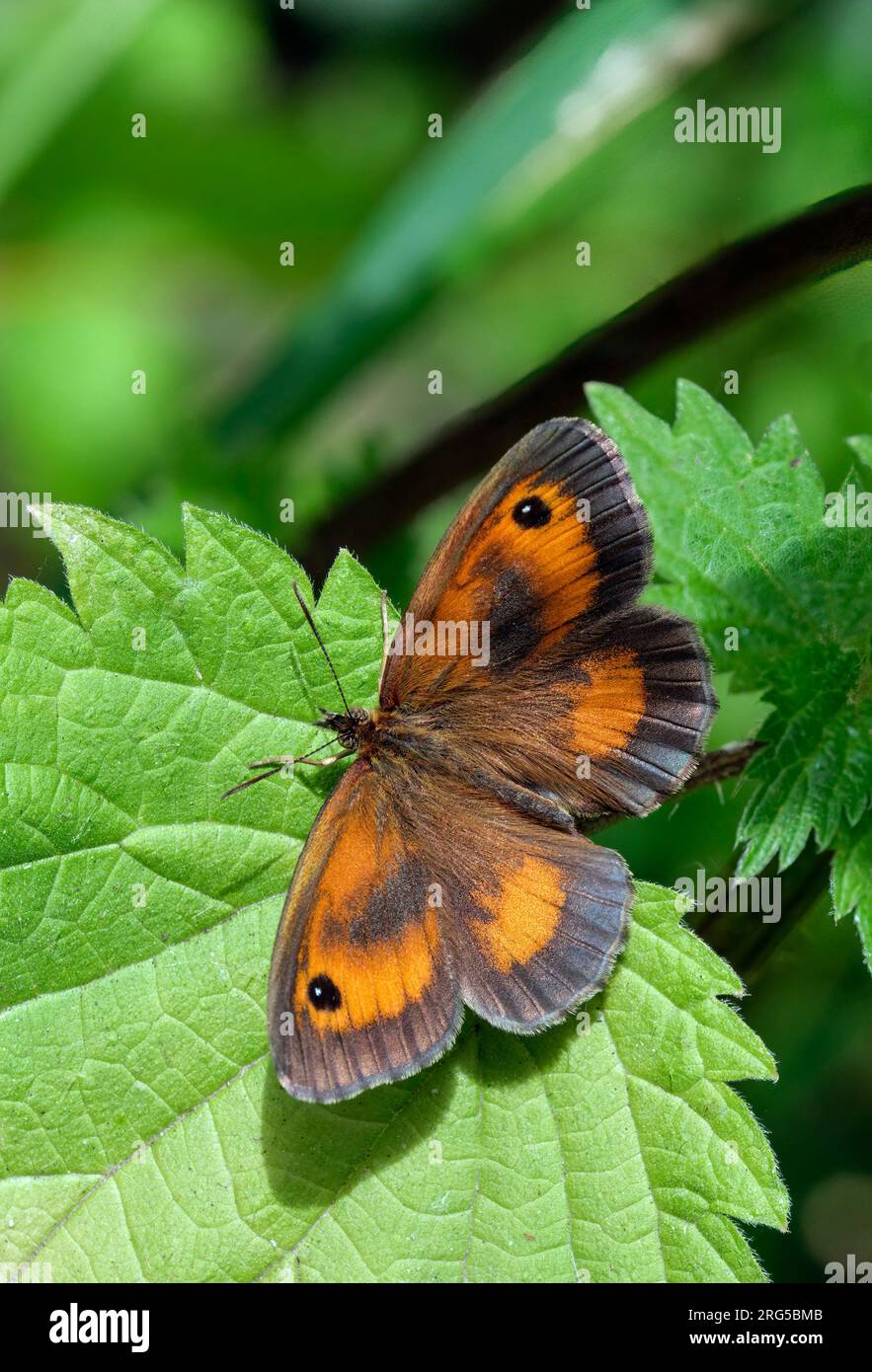 Male gatekeeper butterfly hi-res stock photography and images - Alamy