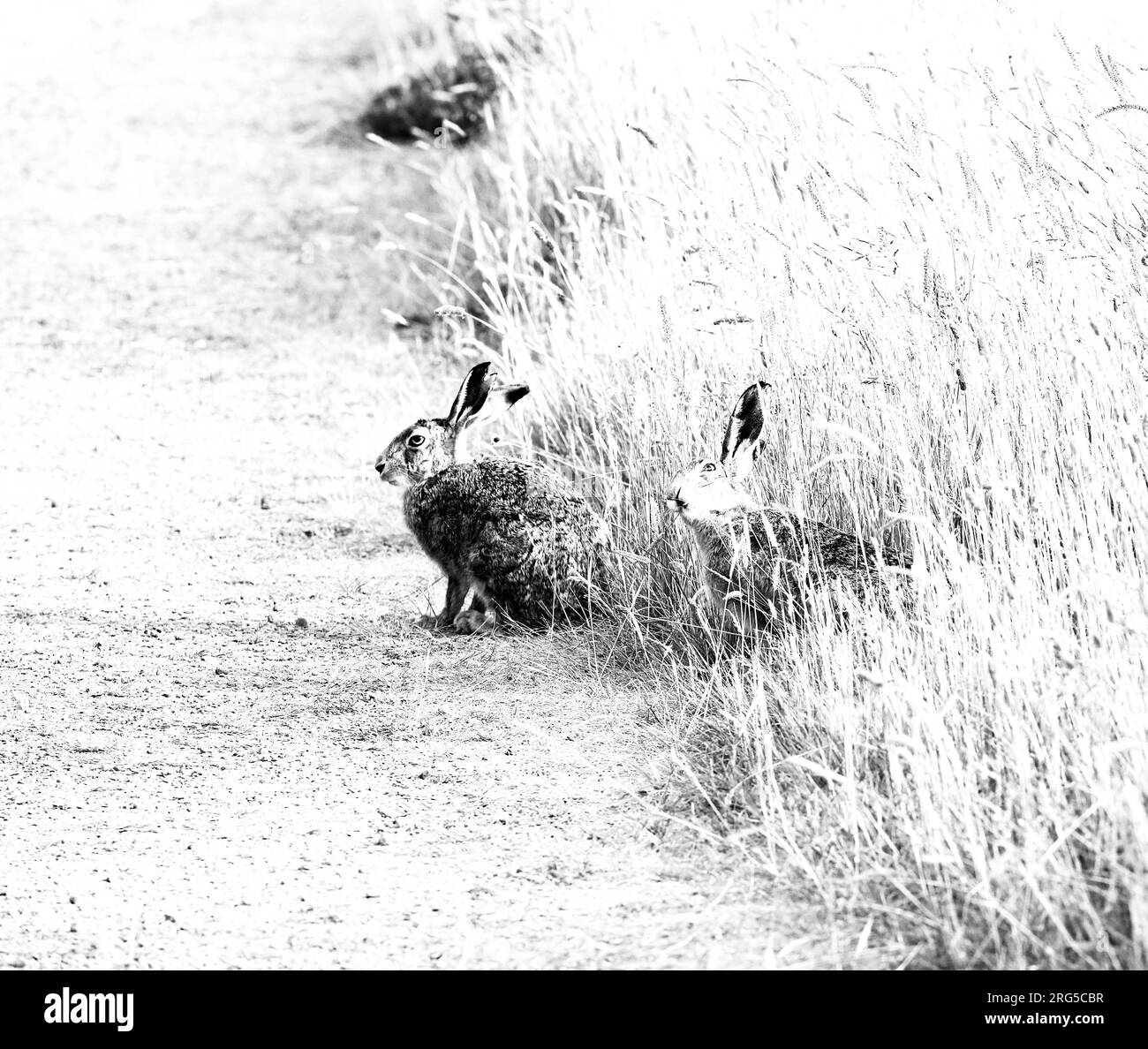 Brown key Black and White Stock Photos & Images - Alamy