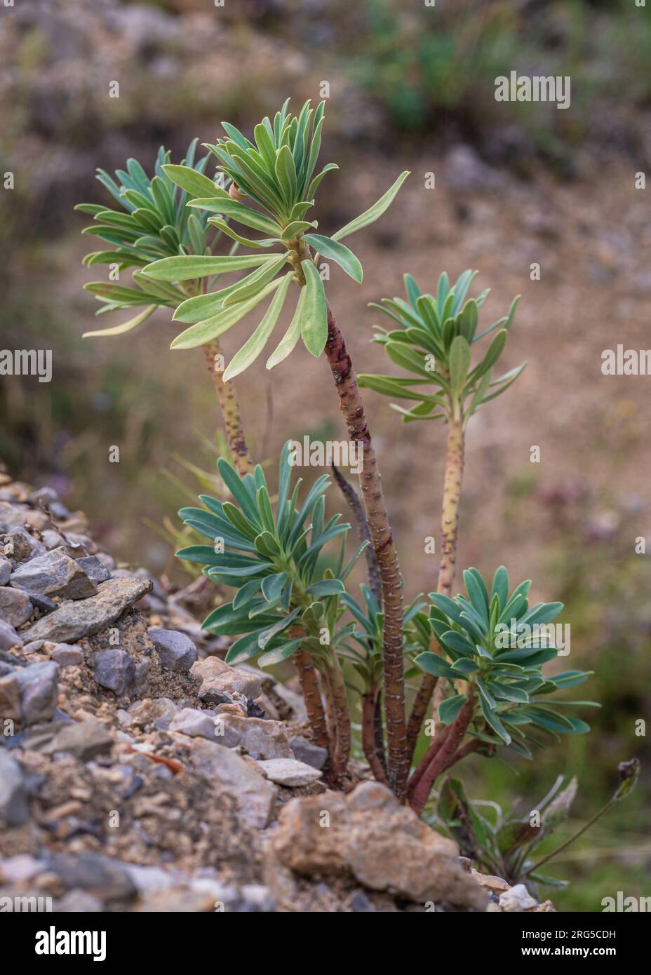 Closeup vertical view of wild euphorbia characias plant aka ...