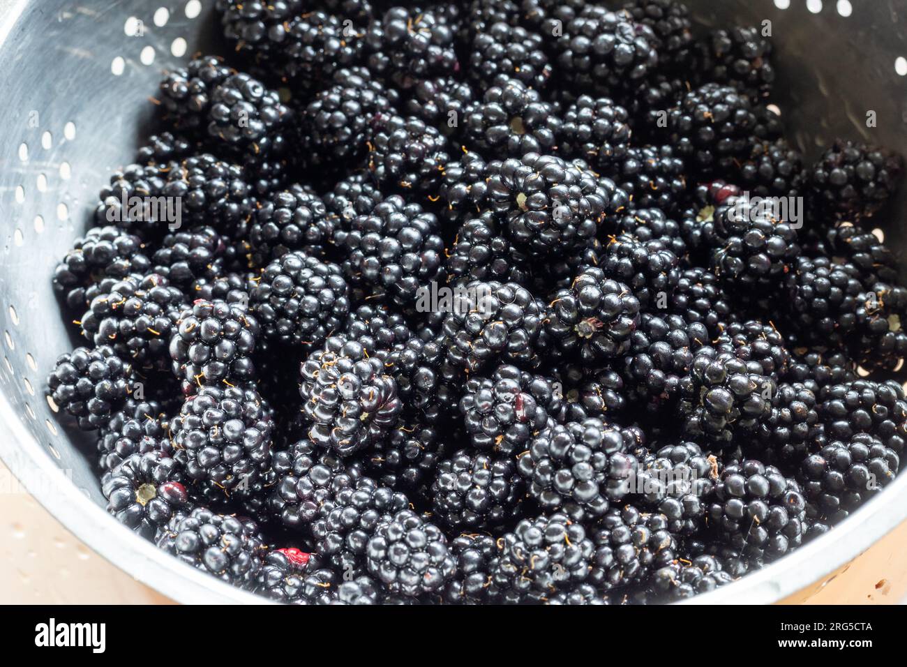 Sieve full of freshly picked Blackberries Stock Photo - Alamy