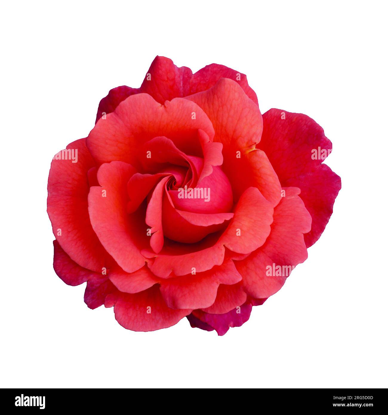 Single bright red rose is on white background. Detail for creating a ...