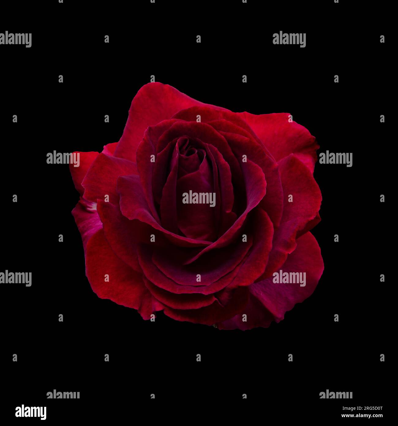 Single Dark red rose is on black background. Detail for creating a ...