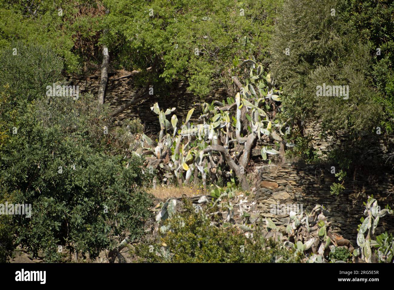 Landscape of insect infested Prickly pear opuntia cactus during summer ...