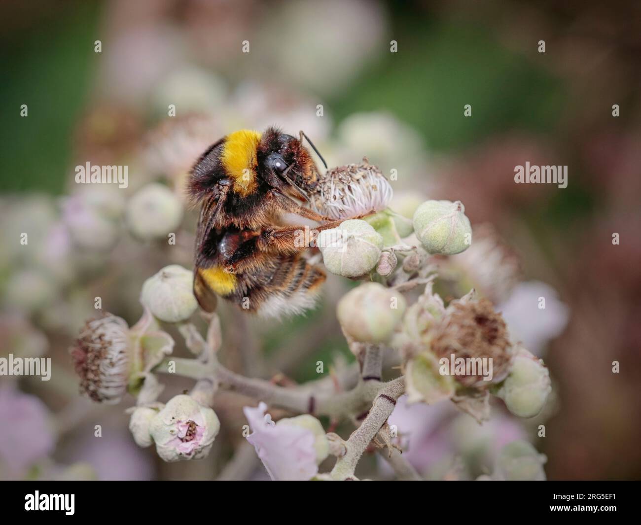 Honey bee gathering pollen and nectar from a northern portuguese meadow ...
