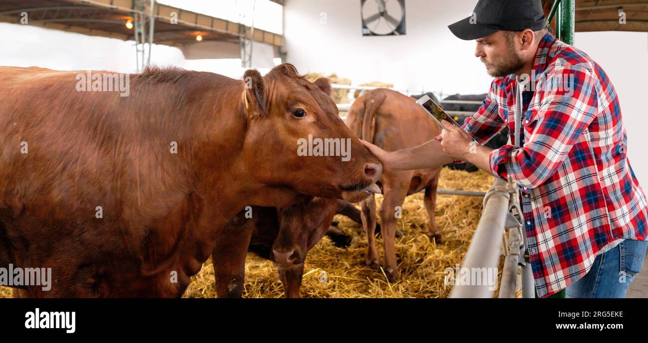 Man milk cow hi-res stock photography and images - Alamy
