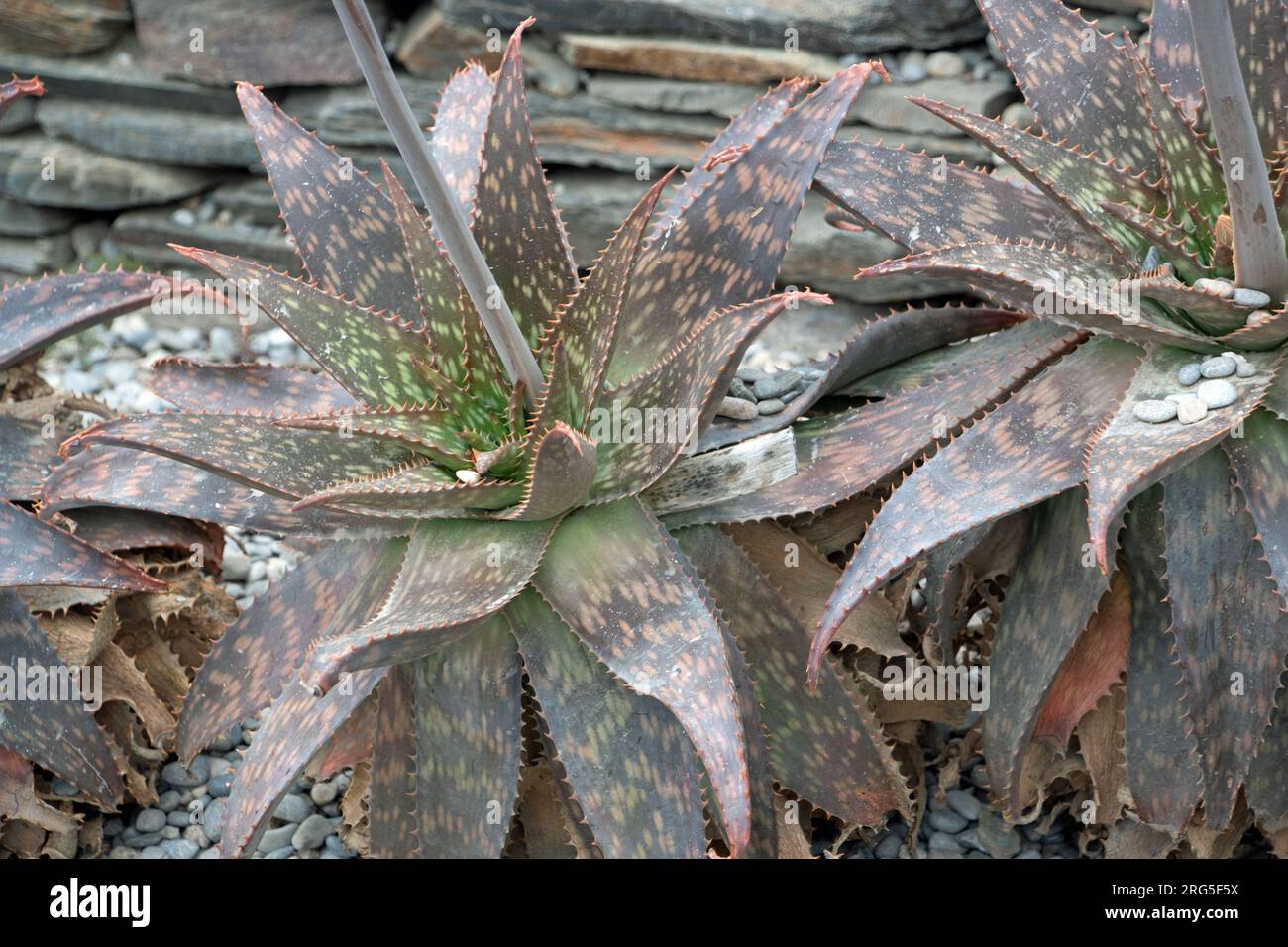 Aloe maculata soap aloe in garden during summer in Port Lligat ...