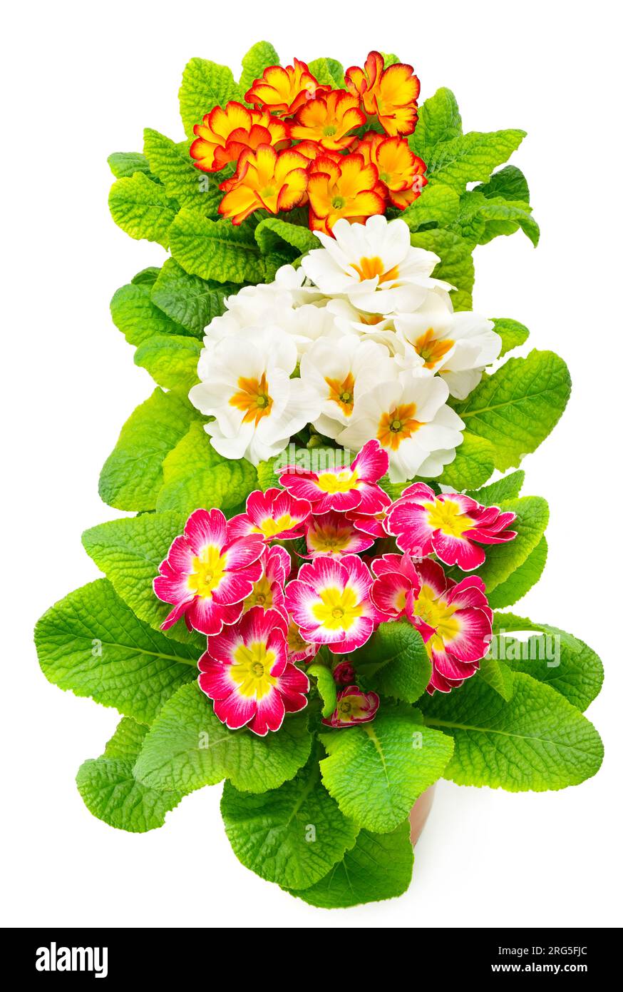Colorful fresh primula isolated on white Stock Photo - Alamy