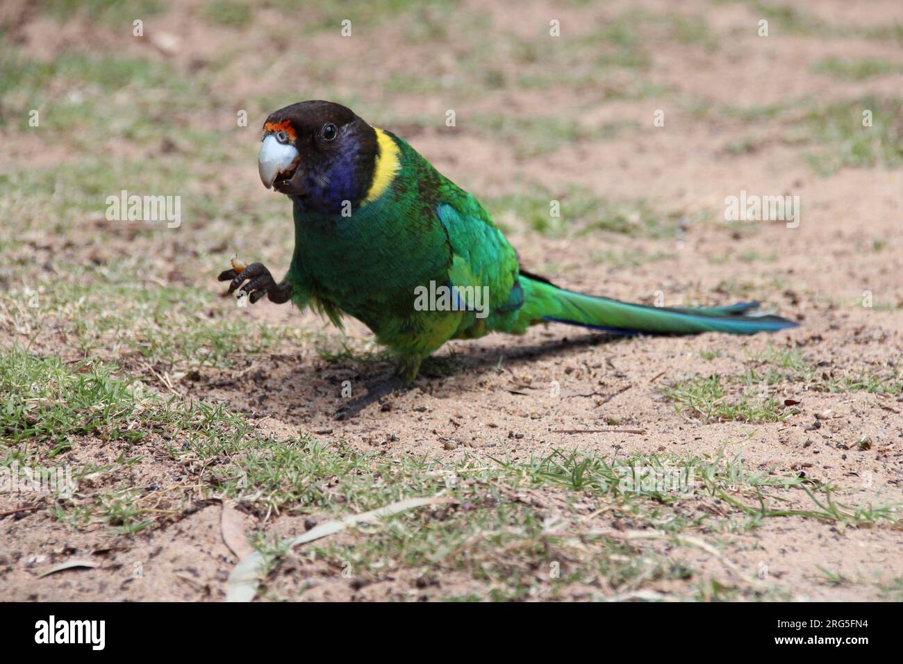 Australie perroquet vert hi-res stock photography and images - Alamy