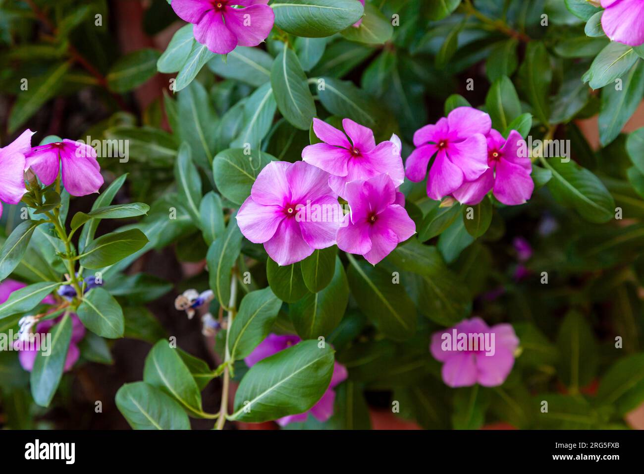 Beautiful blooming catharanthus roseus hi-res stock photography and images - Alamy
