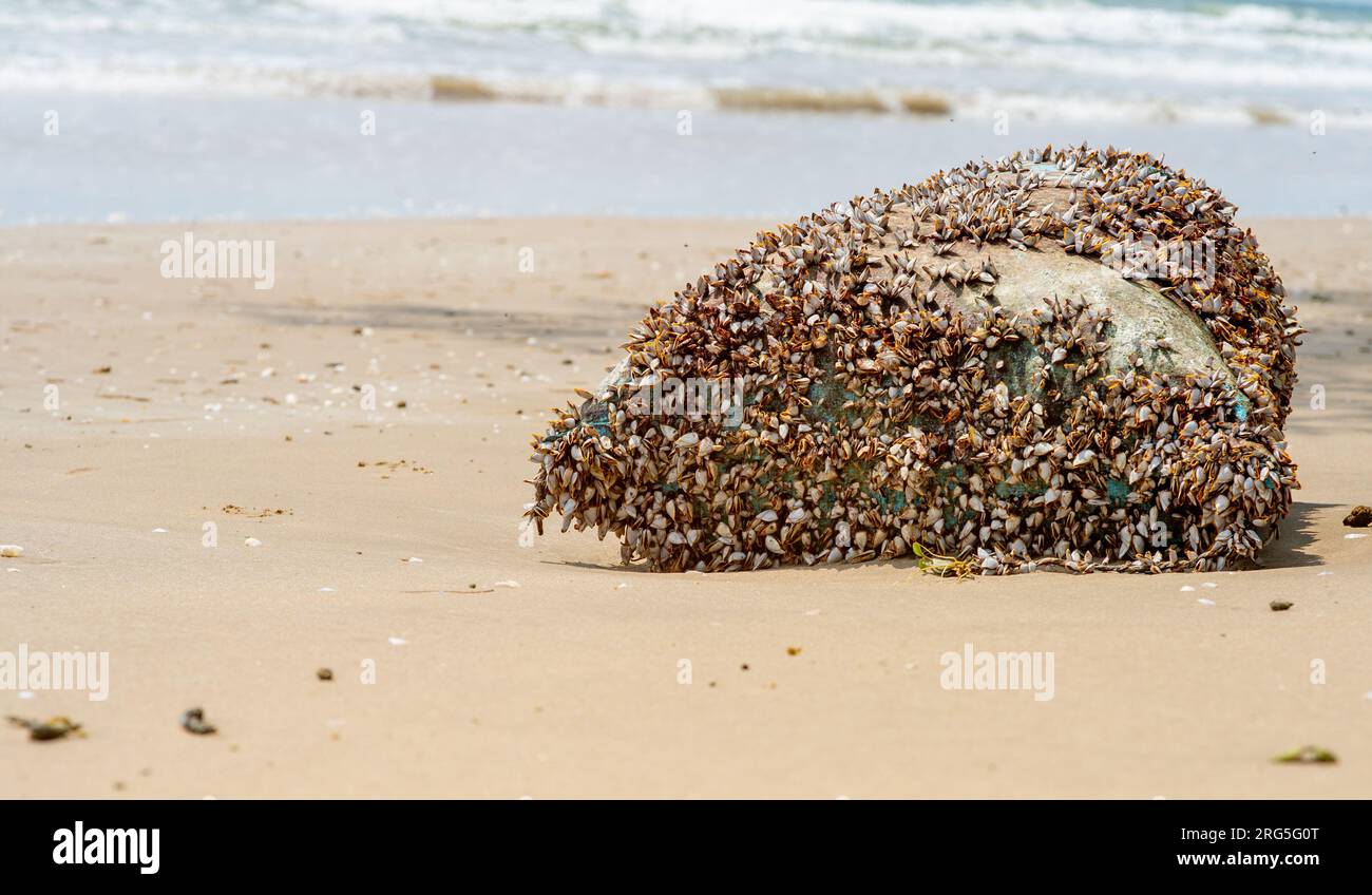 Plastic bag to which shells are glued all over the surface, which is ...