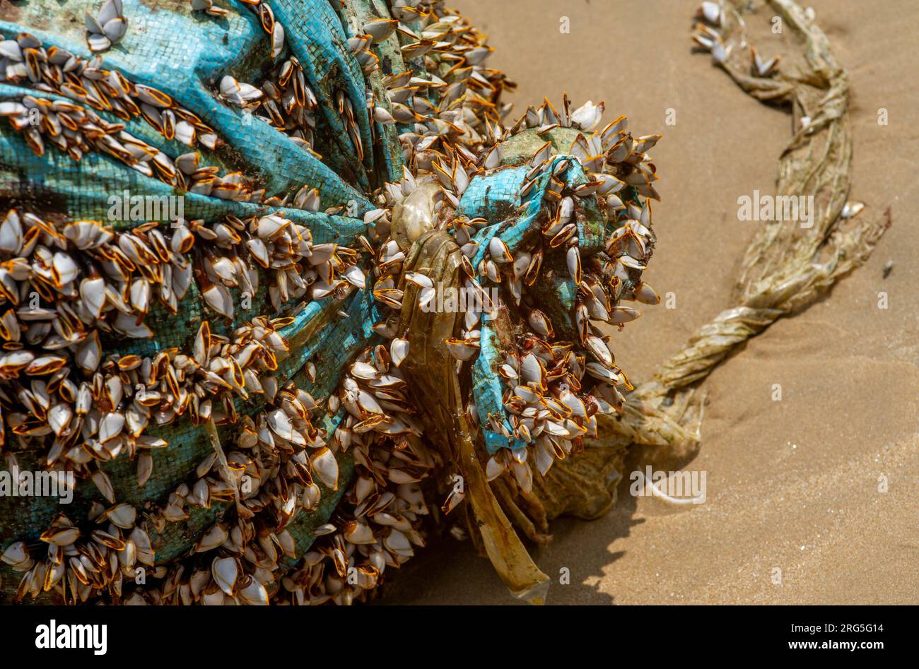 Plastic bag to which shells are glued all over the surface, which is ...