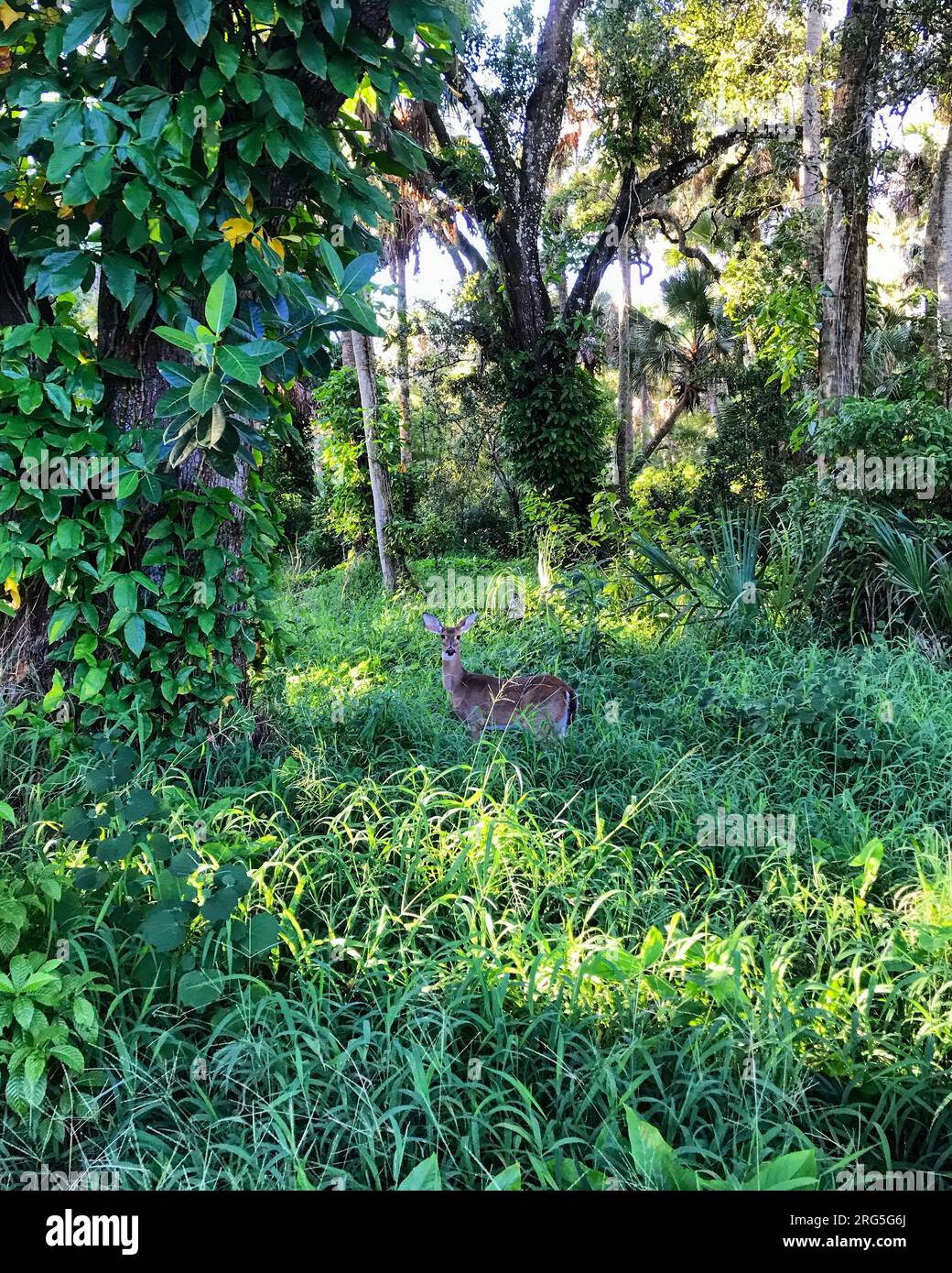 Florida wildlife photography hi-res stock photography and images - Alamy