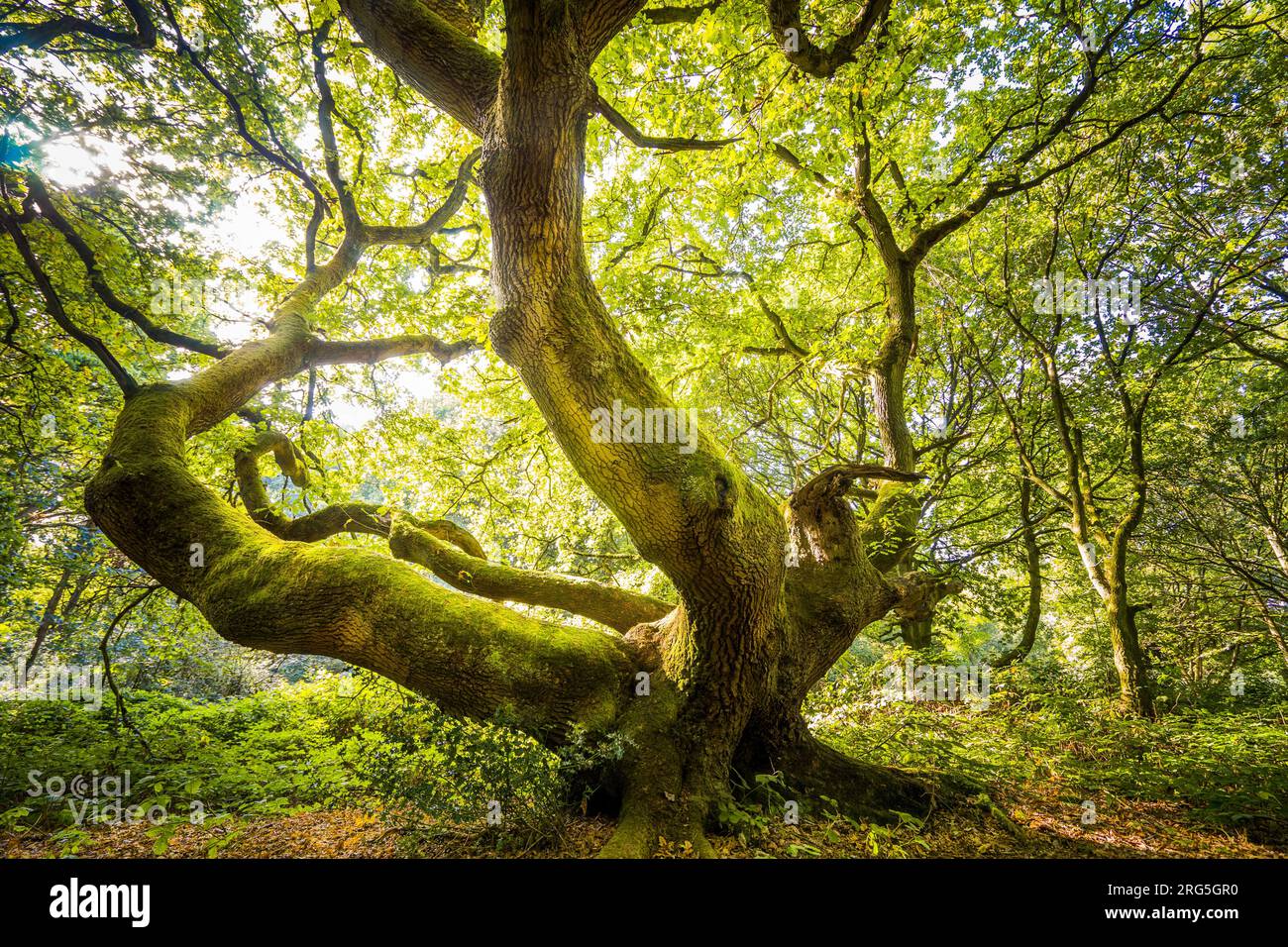 Hangman's tree - a moss covered ancient tree with curved trunks in a ...