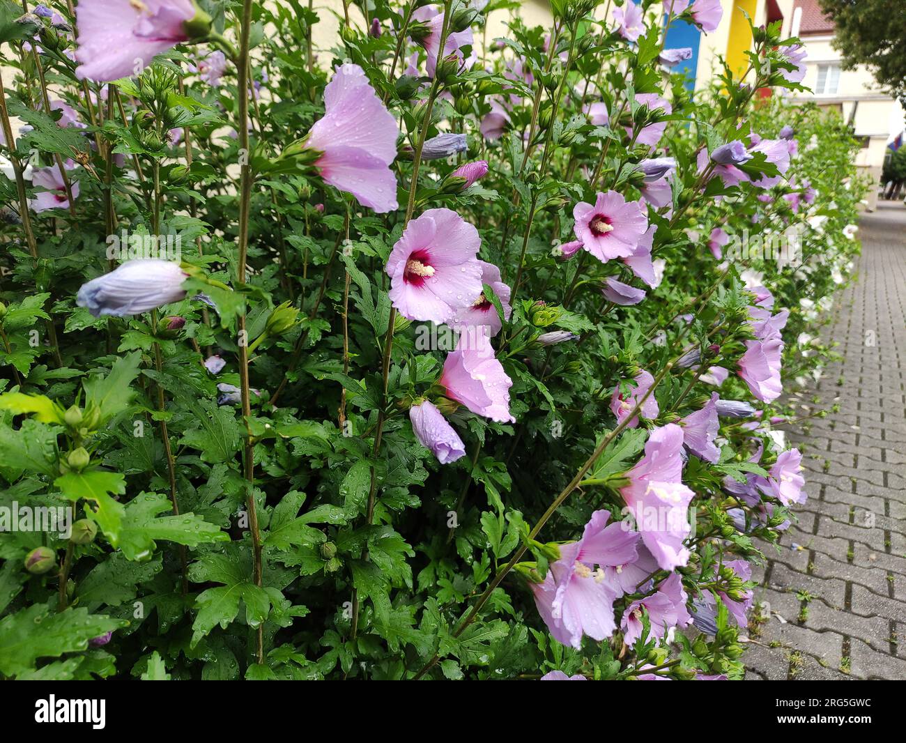 Roselle flowers in the summer after rain. Hibiscus Stock Photo - Alamy