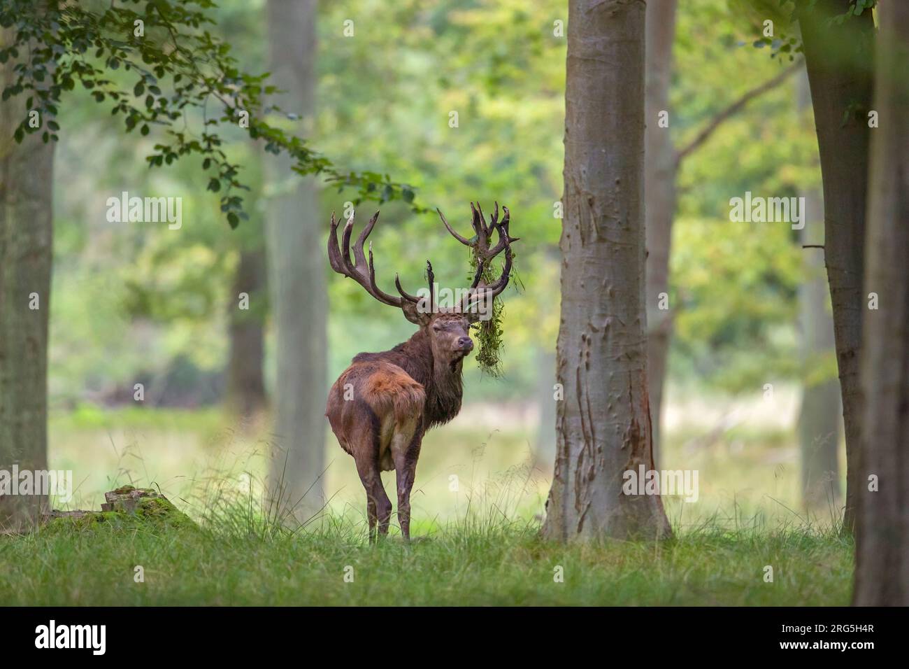Red deer (Cervus elaphus) stag in forest with grass vegetation hanging ...
