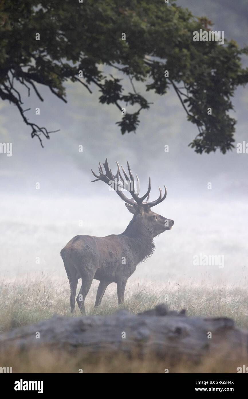 Red deer (Cervus elaphus) stag with large antlers under oak tree in ...