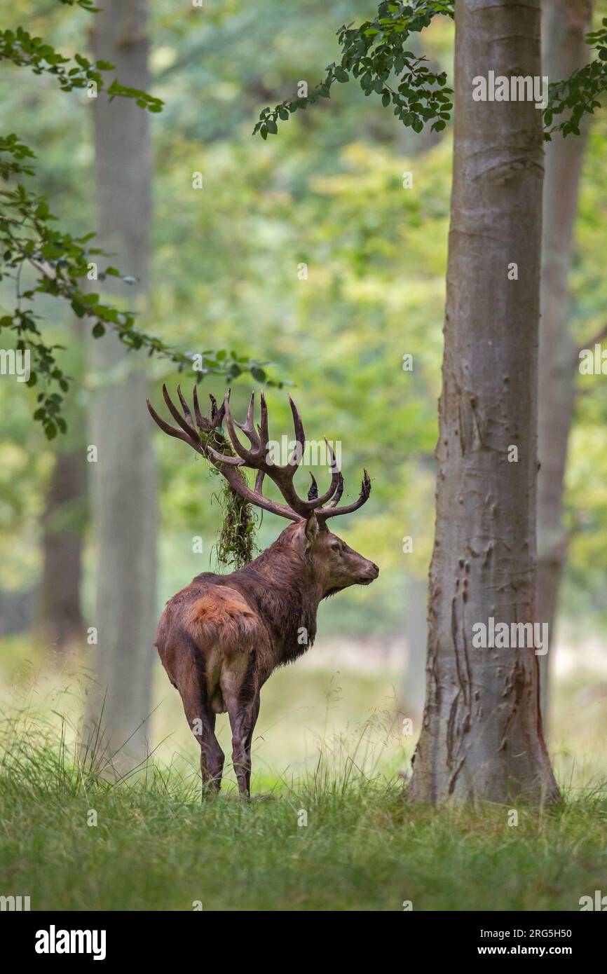 Red deer (Cervus elaphus) stag in forest with grass vegetation hanging ...