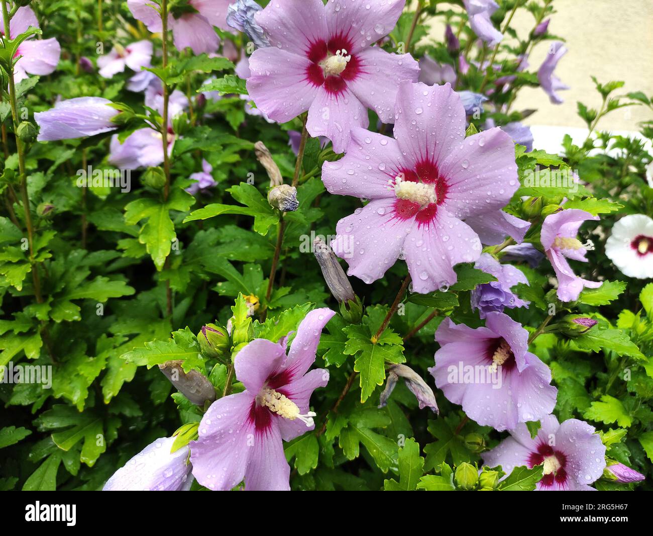 Roselle flowers in the summer after rain. Hibiscus Stock Photo - Alamy