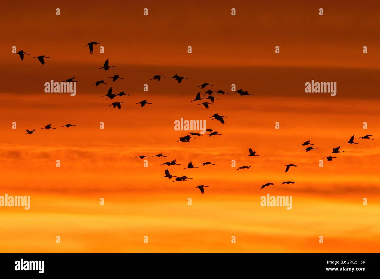 Migrating flock of common cranes / Eurasian cranes (Grus grus) in ...