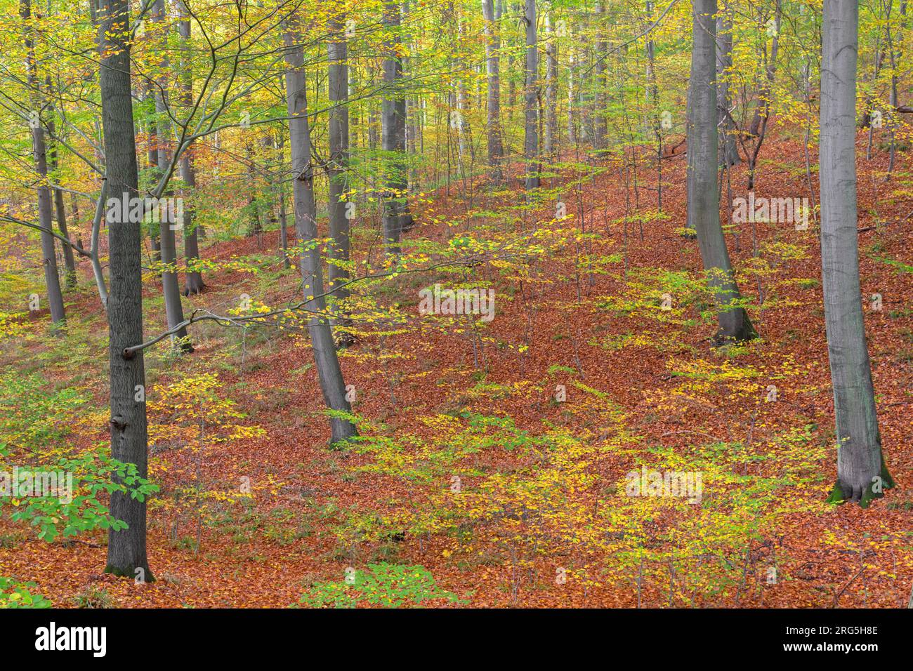 Deciduous forest floor hi-res stock photography and images - Alamy