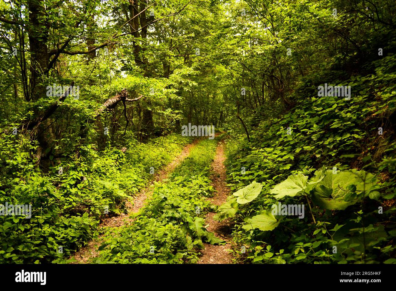 Kozuf mountain hi-res stock photography and images - Alamy