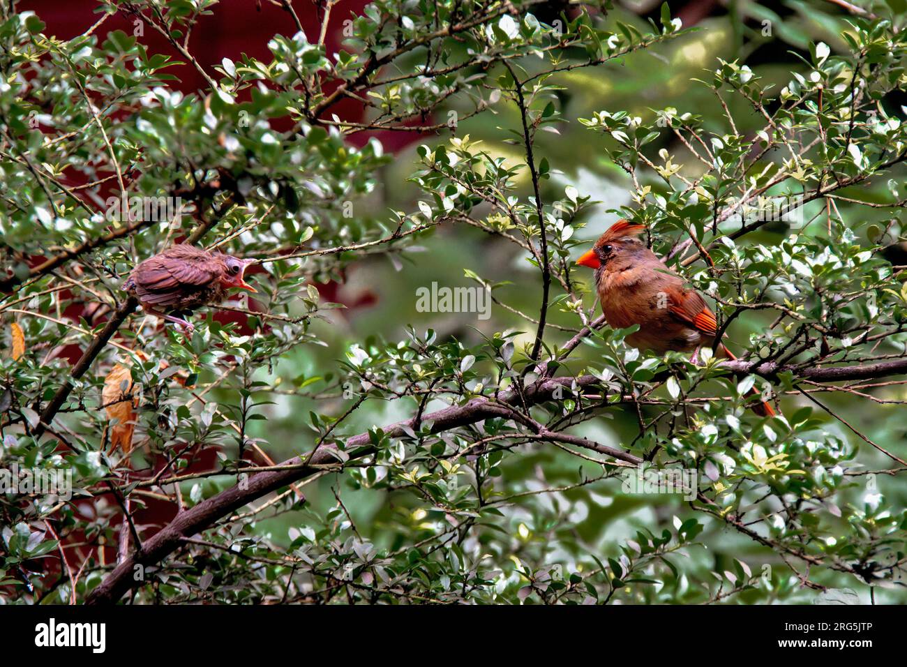 Female Northern Cardinal, Cardinalis cardinalis, and a fledgling ...