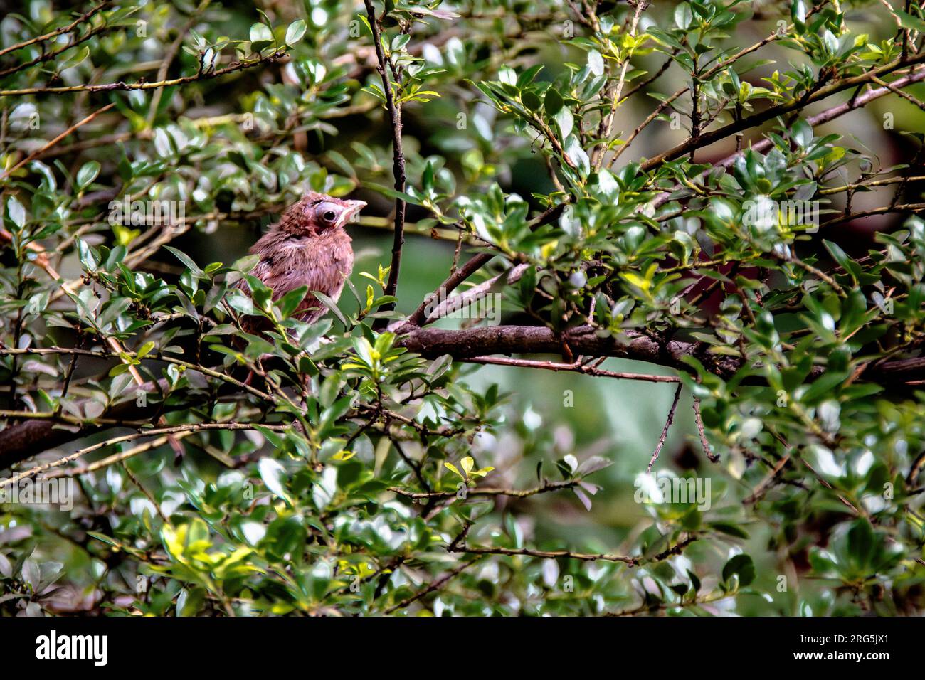 Bird cardinal fledgling hi-res stock photography and images - Alamy