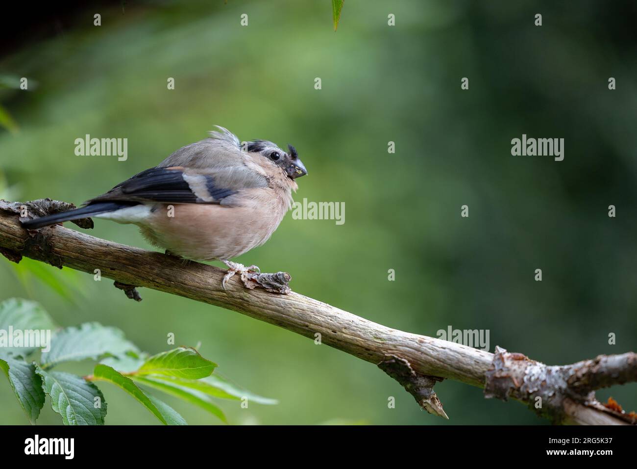 Adult female Eurasian Bullfinch (Pyrrhula pyrrhula) perched on a branch ...