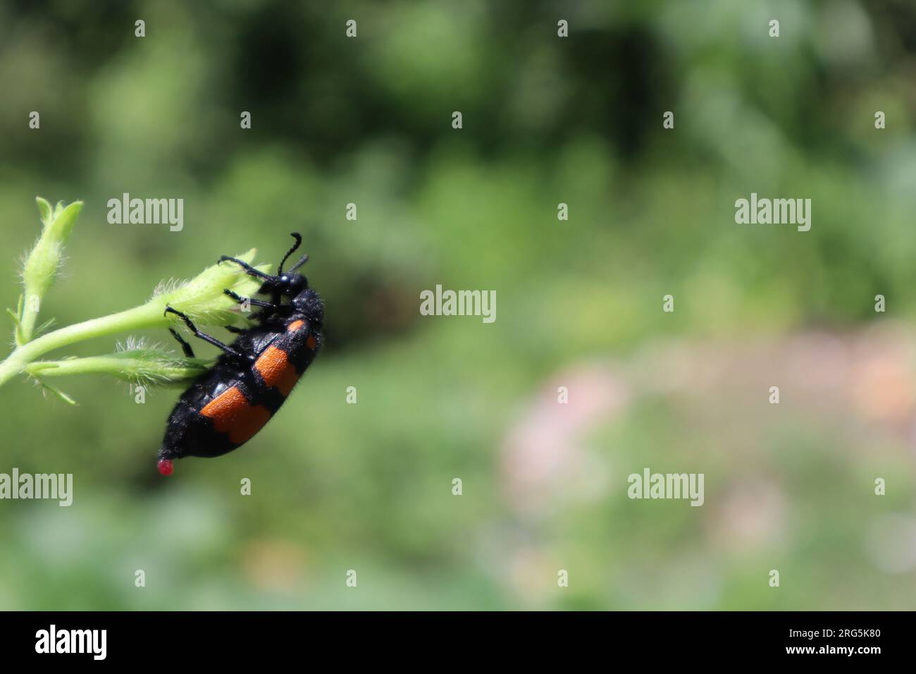 Black blister beetle macro hi-res stock photography and images - Alamy