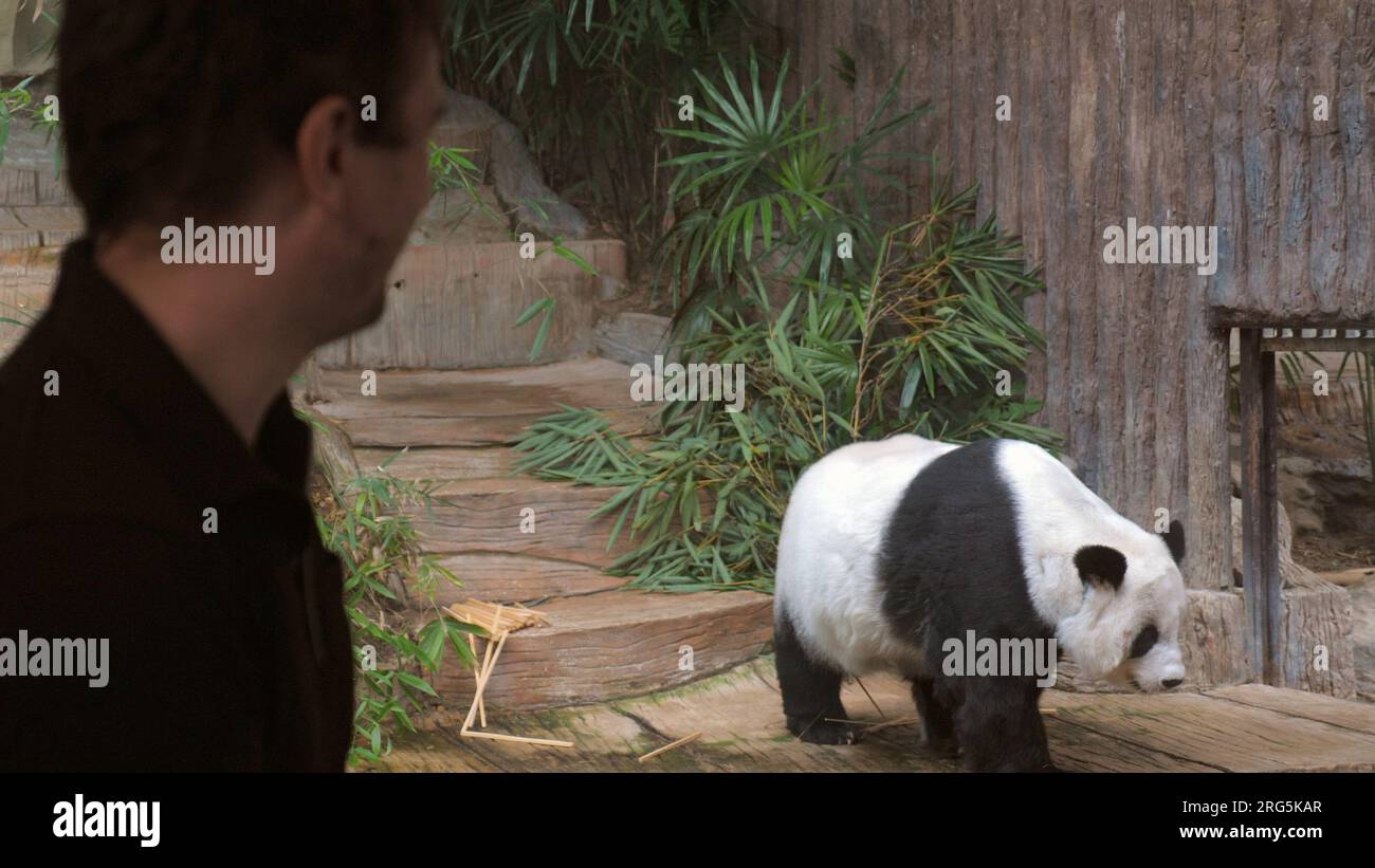 Asian giant panda captures man attention at the zoo Stock Photo - Alamy