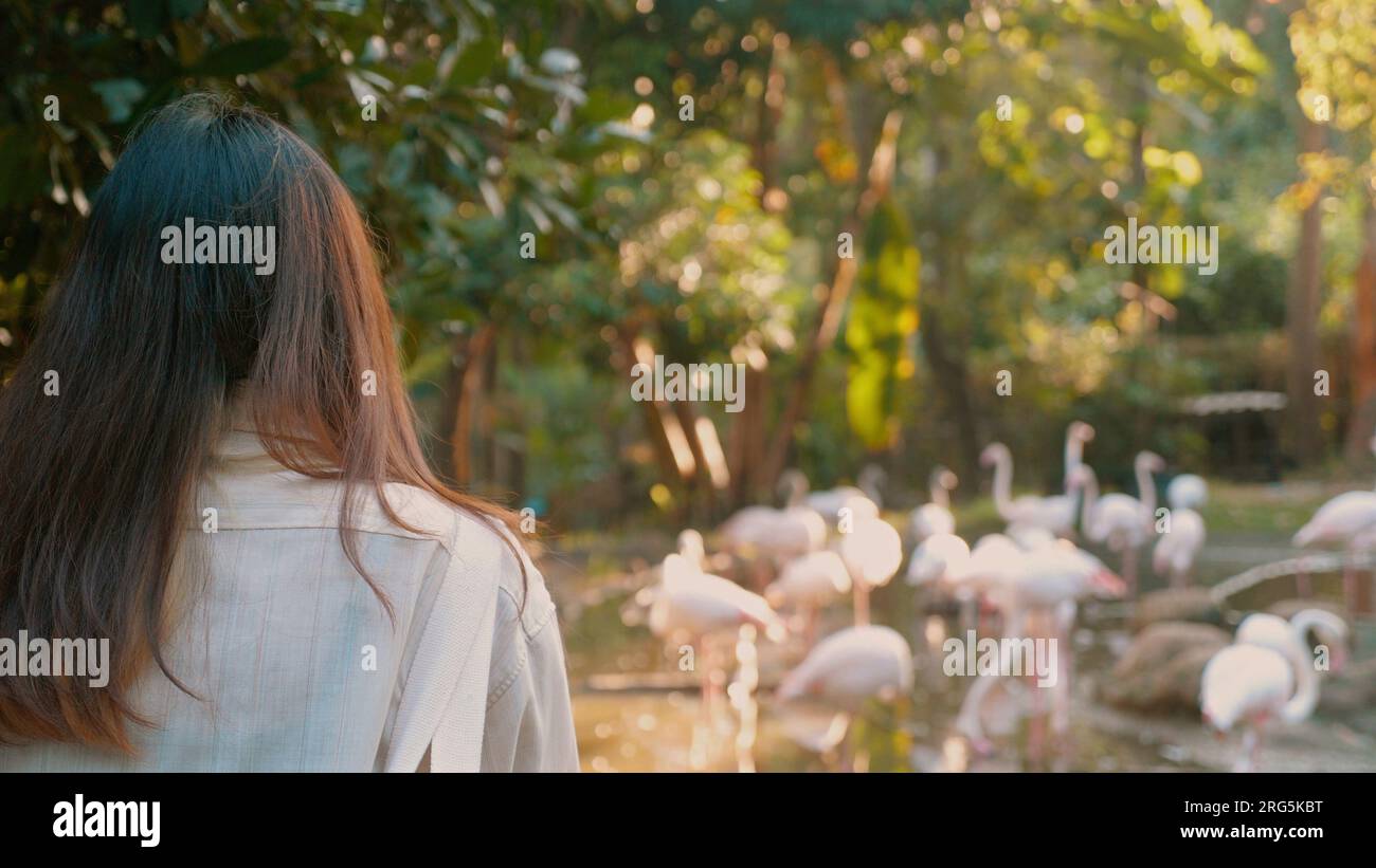 Woman watching flocks of flamingos in open zoo Stock Photo - Alamy