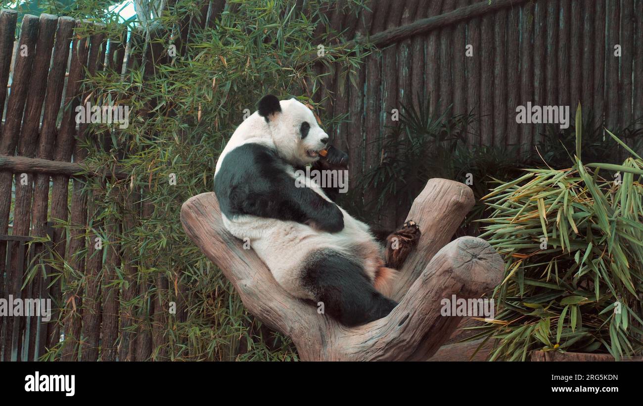 Giant Panda eating bamboo shoots in a zoo Stock Photo - Alamy