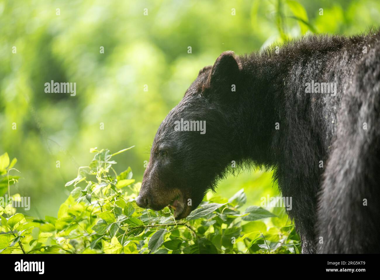 An adult female black bear feeding on vegetation in Tennessee Stock ...