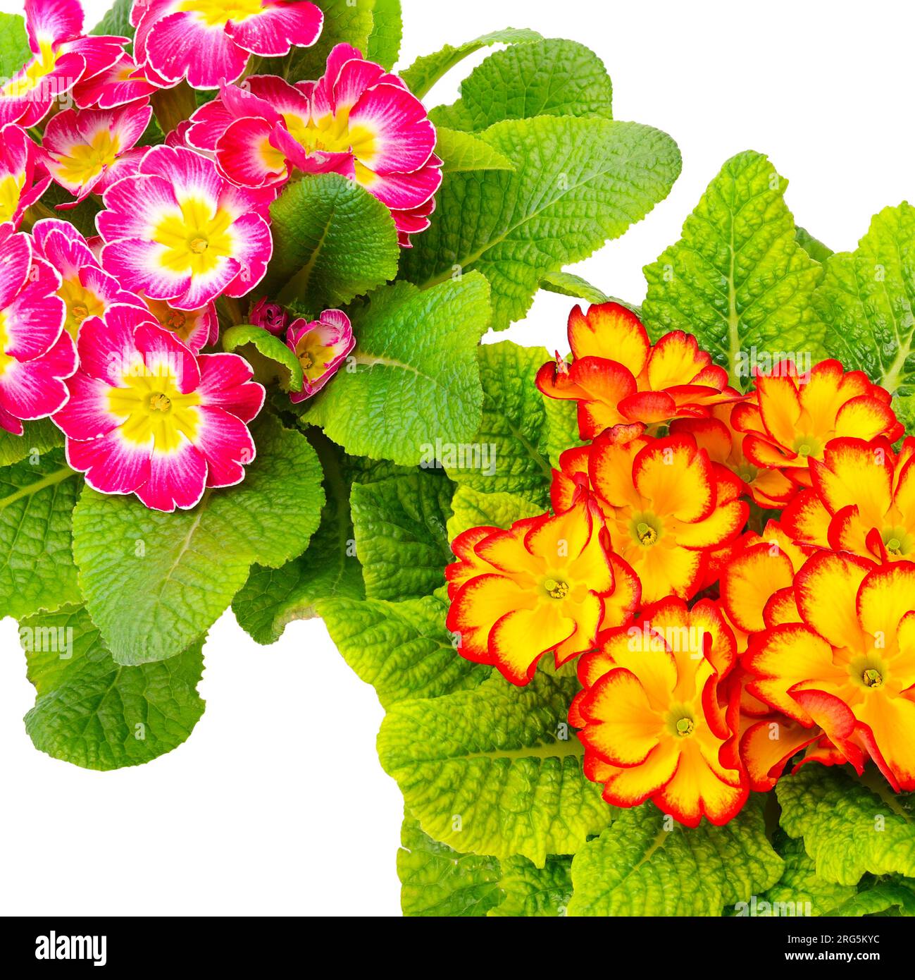red primulas isolated on white background. spring flowers primrose ...