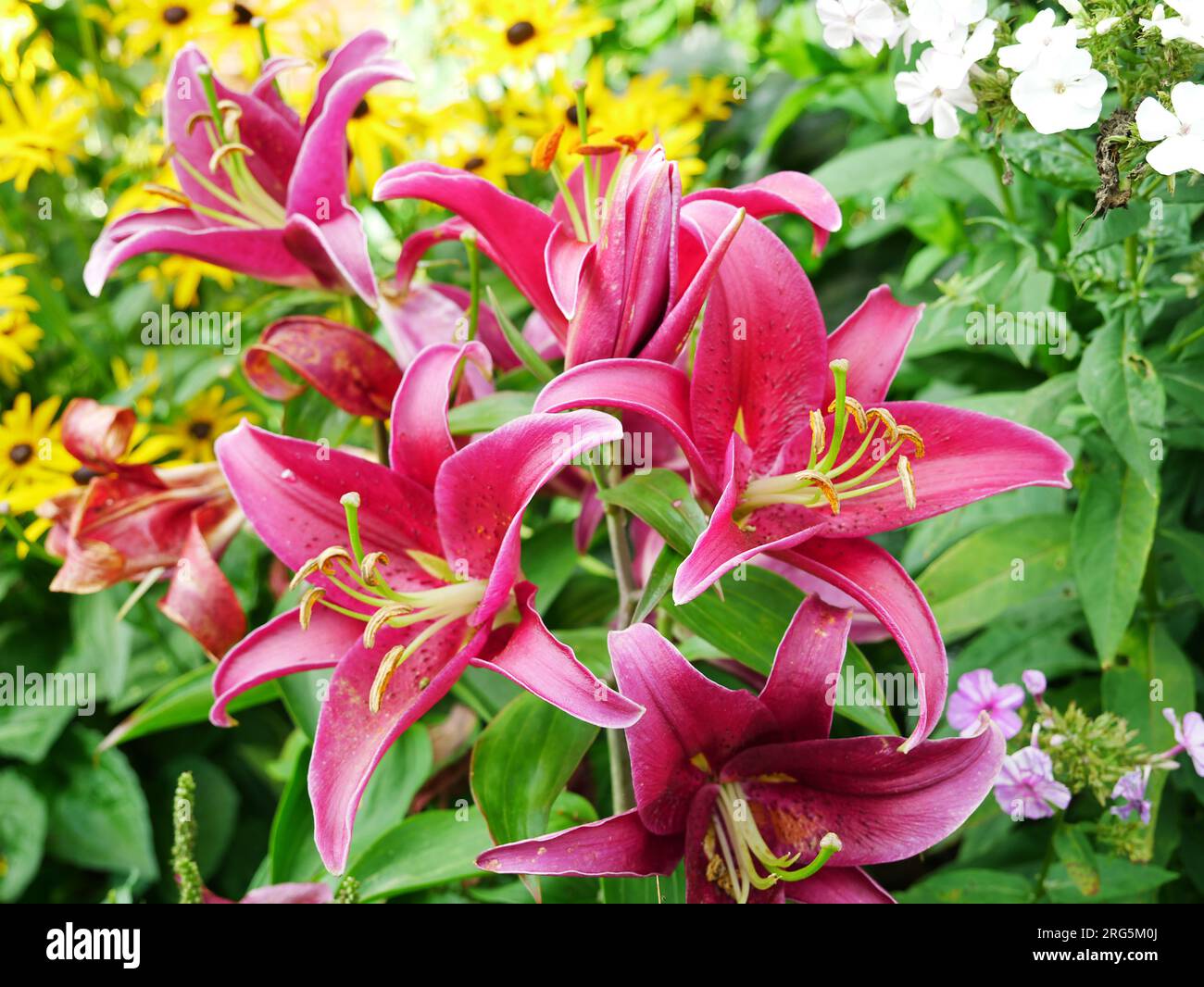 Auffällige blüten hi-res stock photography and images - Alamy