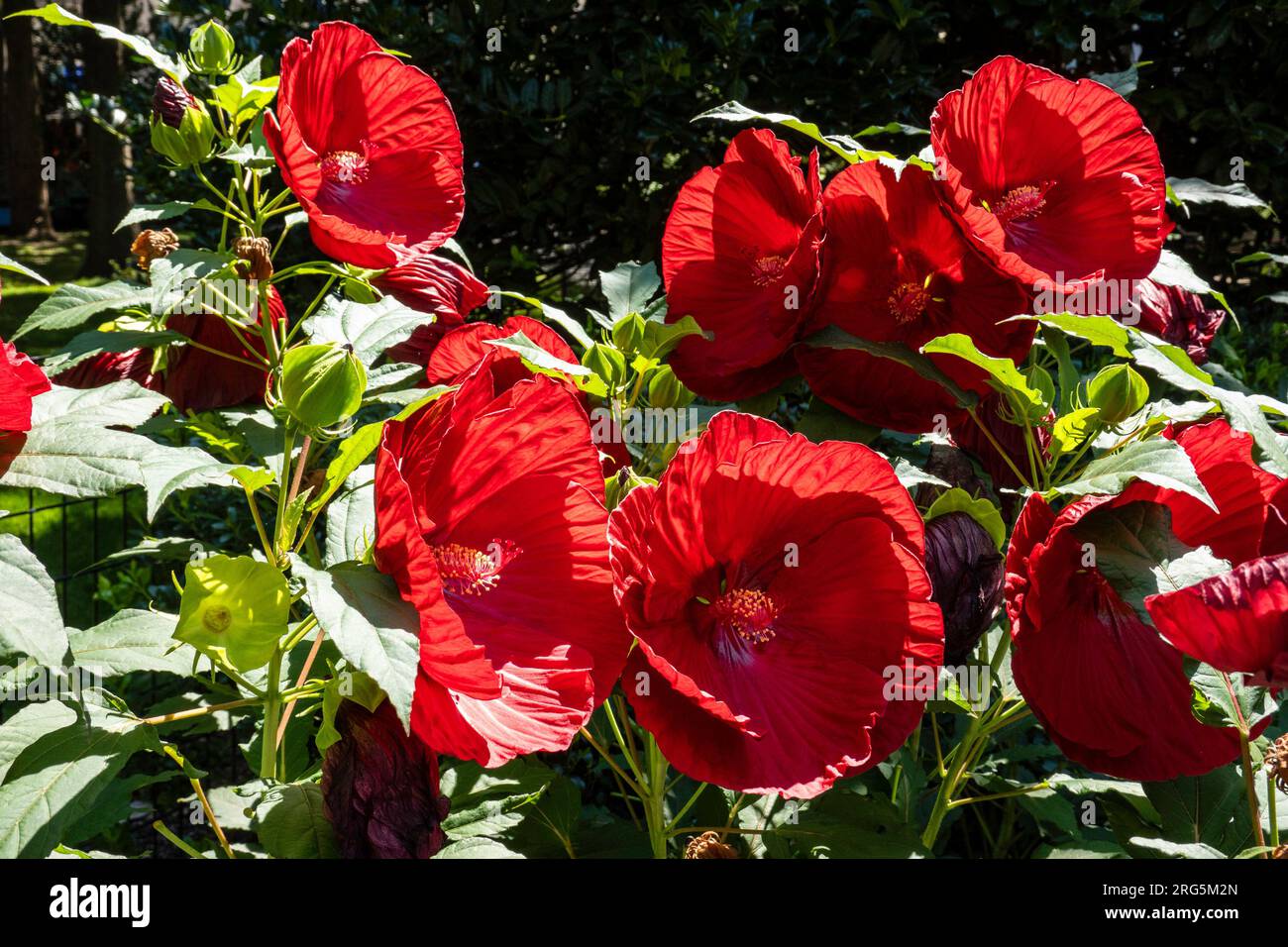 Madison Square Park has beautiful landscaping featuring these giant ...