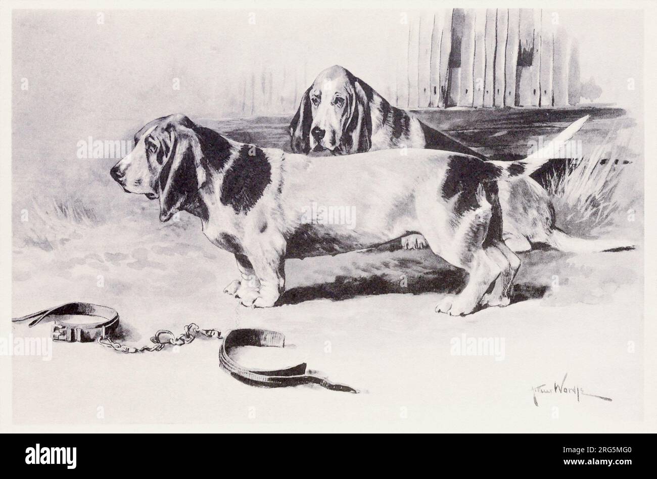 Cute basset hounds hi-res stock photography and images - Alamy